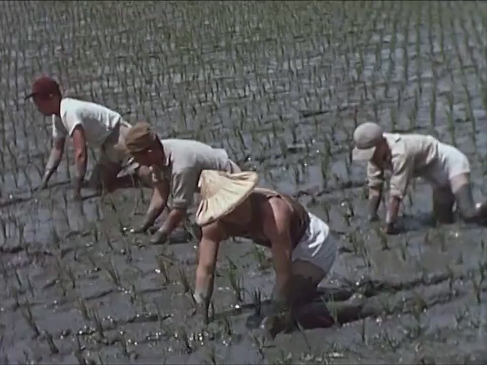 1959年的臺灣社會（珍貴的HD高畫質彩色影片）